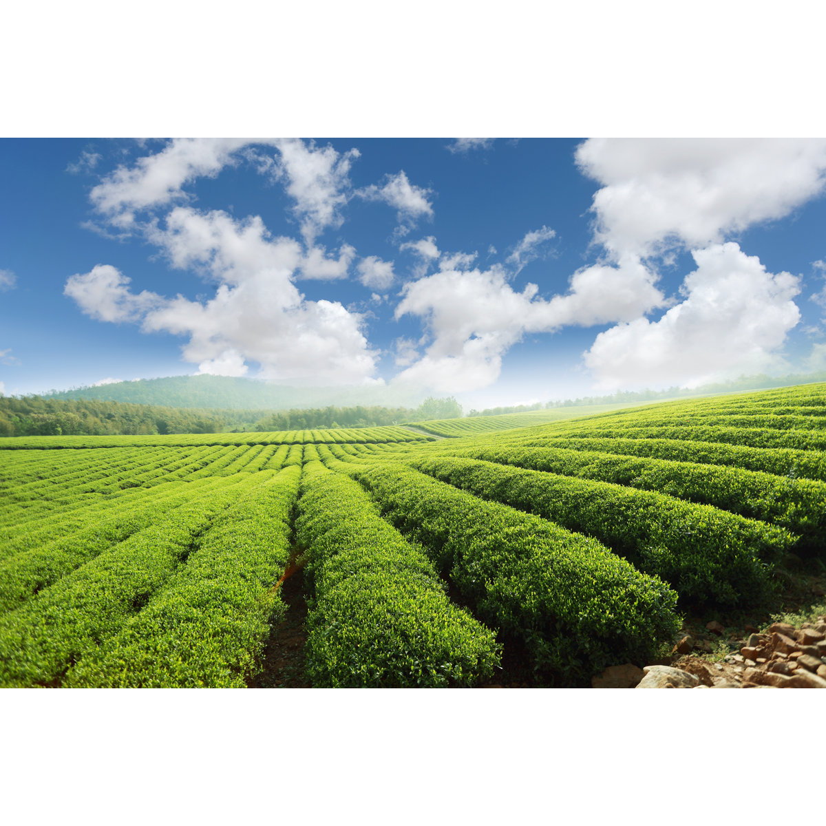 Ebern Designs Tea Plantations by Jeff_Hu | Wayfair